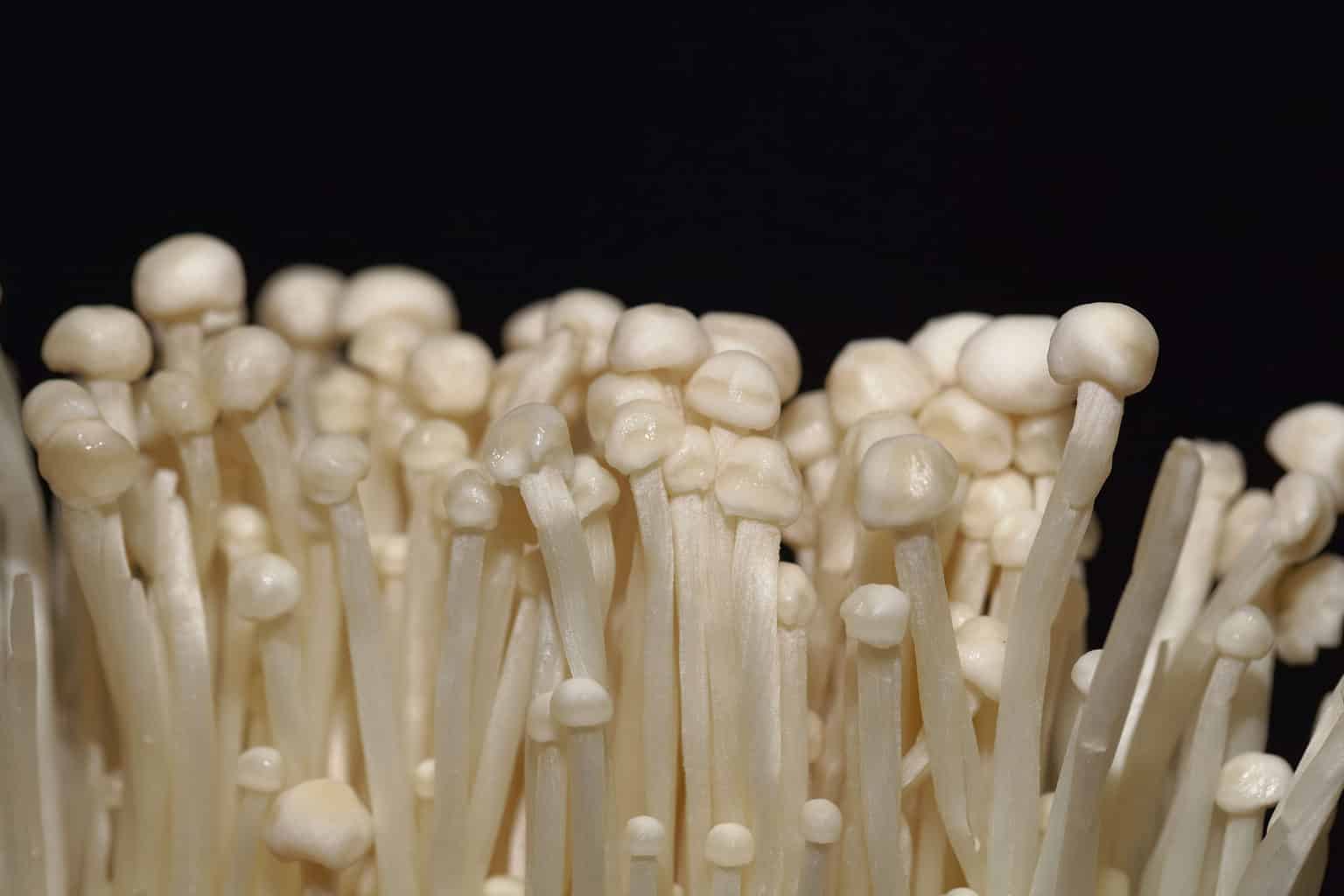 Beech Mushrooms vs. Enoki Mushrooms - A-Z Animals