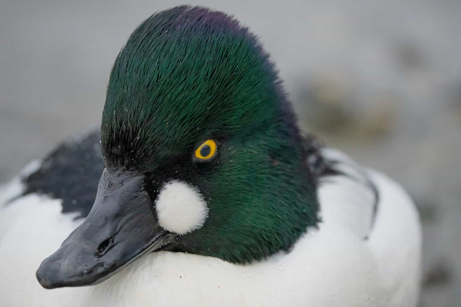 Common Goldeneye Bird Facts - Bucephala clangula - A-Z Animals