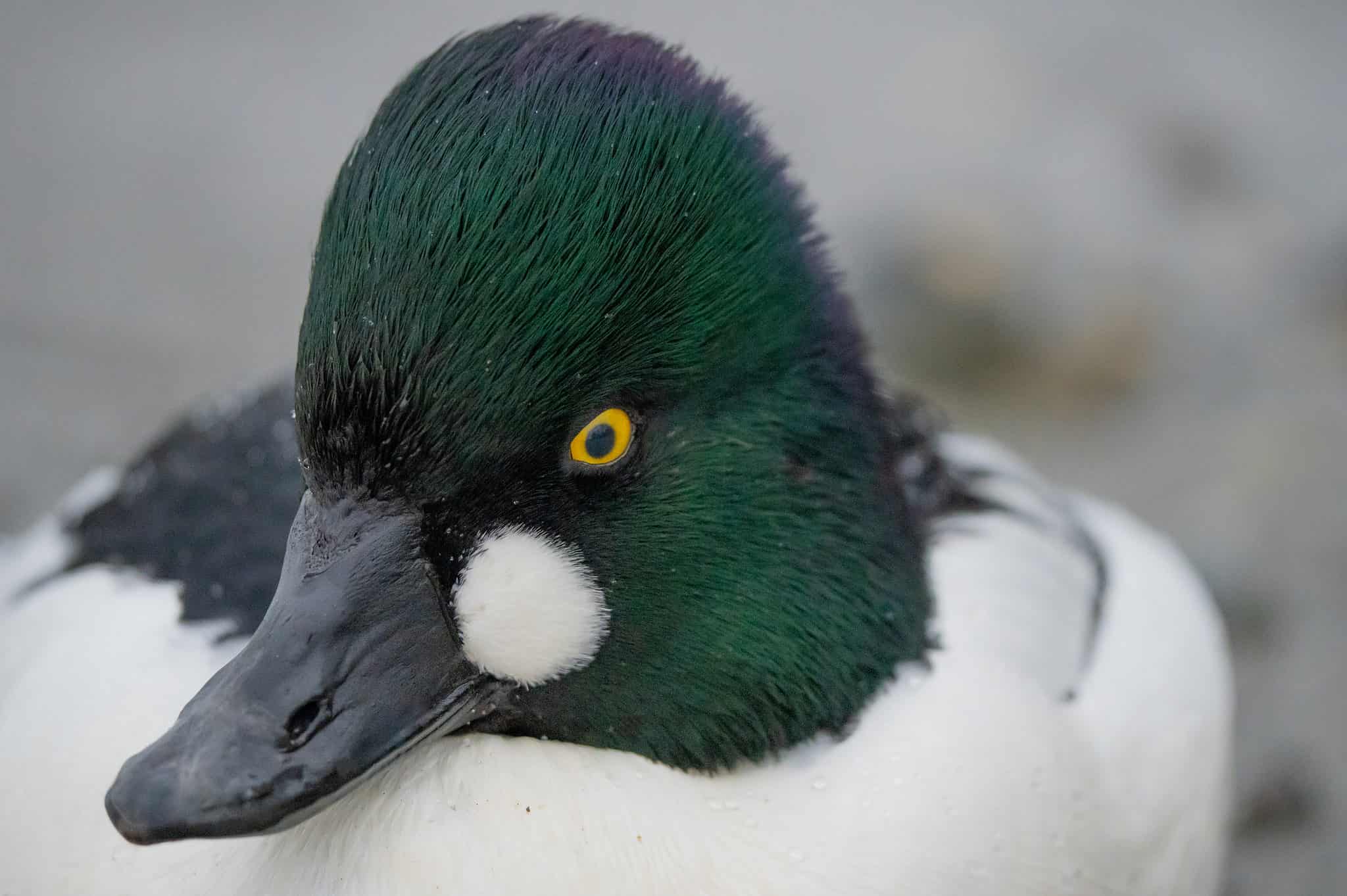 Common Goldeneye Bird Facts - Bucephala clangula - A-Z Animals
