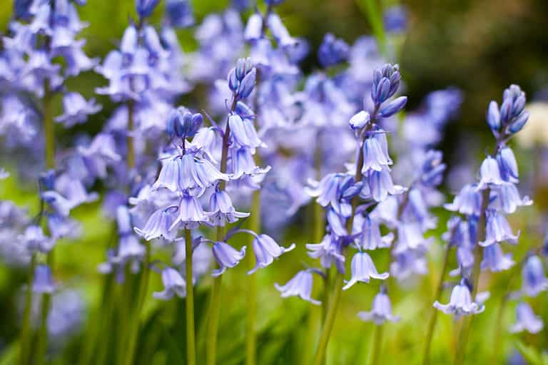 Scilla Bulbs - A-Z Animals