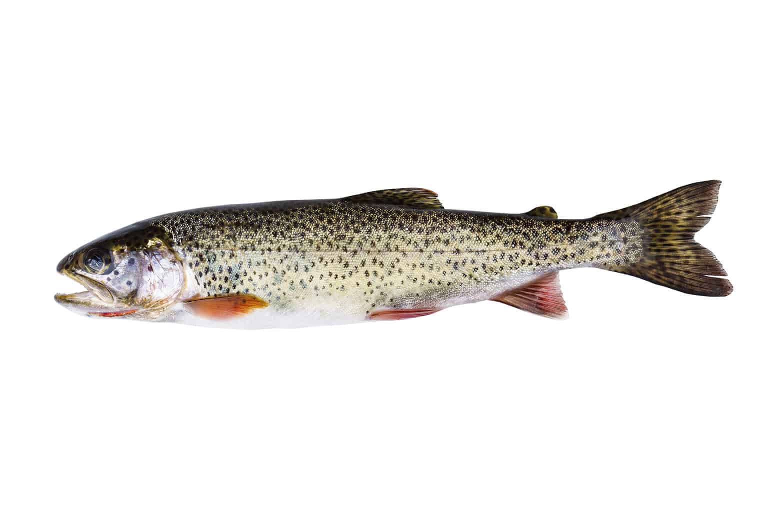 Discover The Largest Snake River Cutthroat Ever Caught in Colorado - A ...