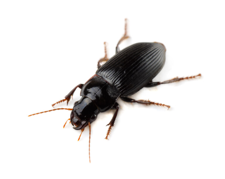 9 Common Types of Black Bugs with Pictures and Identification Guide - A ...