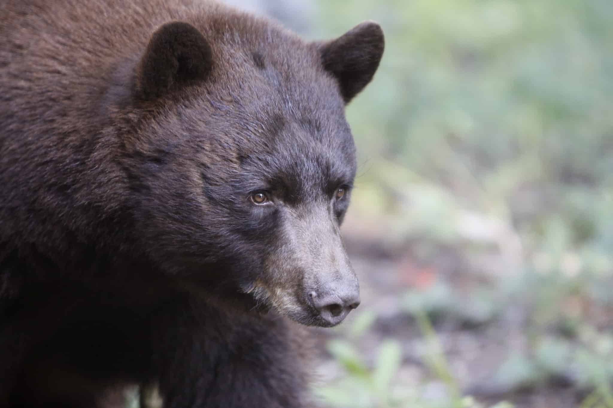 Wolf Predators: These 4 Animals Won’t Hesitate to Kill and Eat Wolves ...