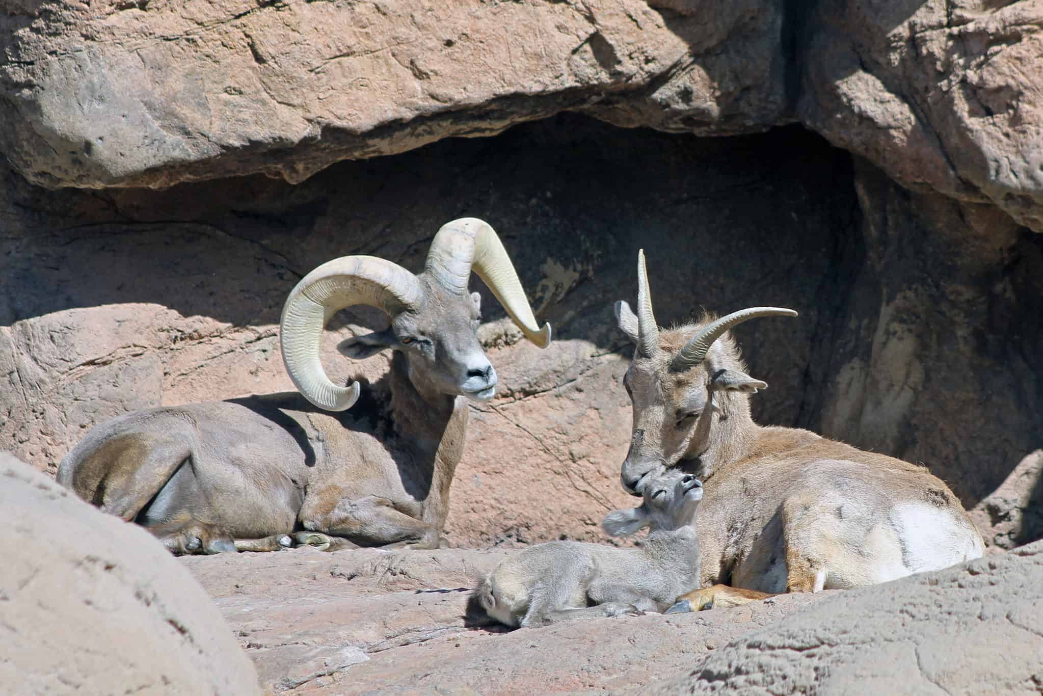 Bighorn Sheep Animal Facts - Ovis canadensis - A-Z Animals
