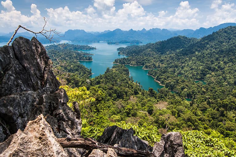 8 Incredible Trees Native to Thailand - A-Z Animals