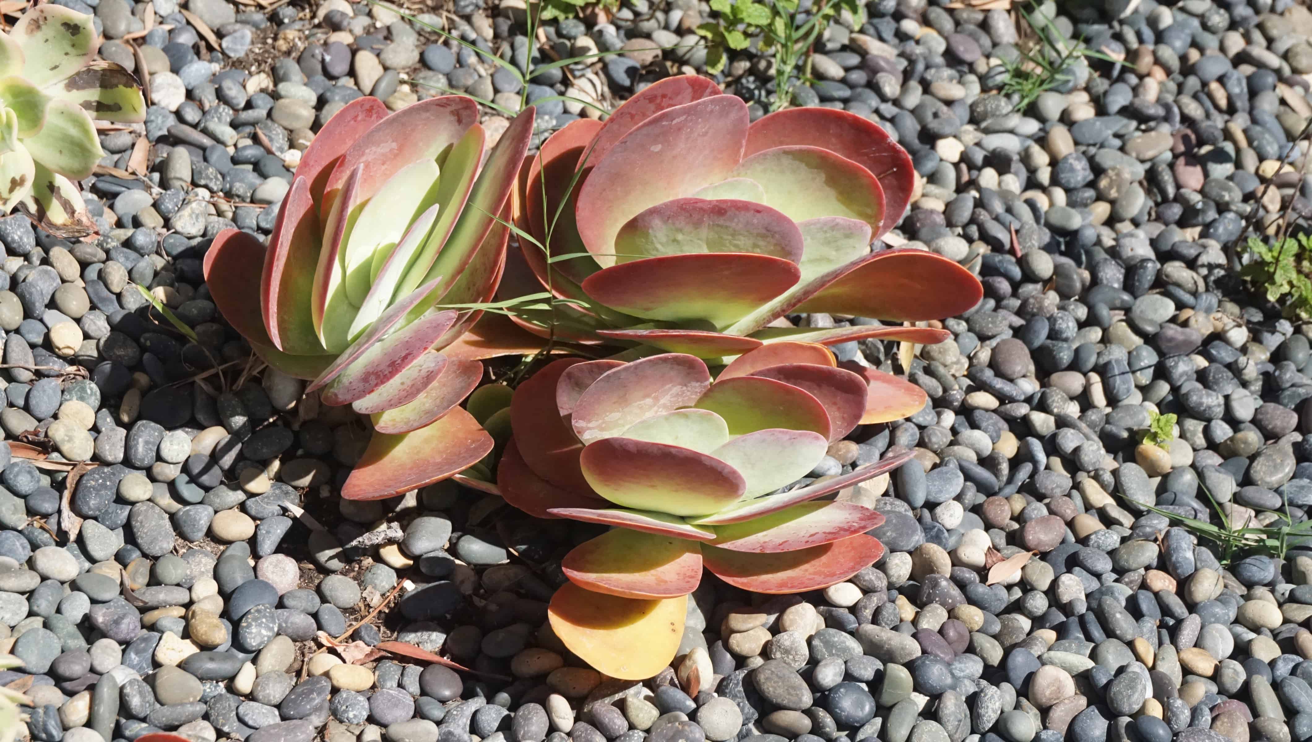 Kalanchoe Luciae vs. Thyrsiflora - A-Z Animals