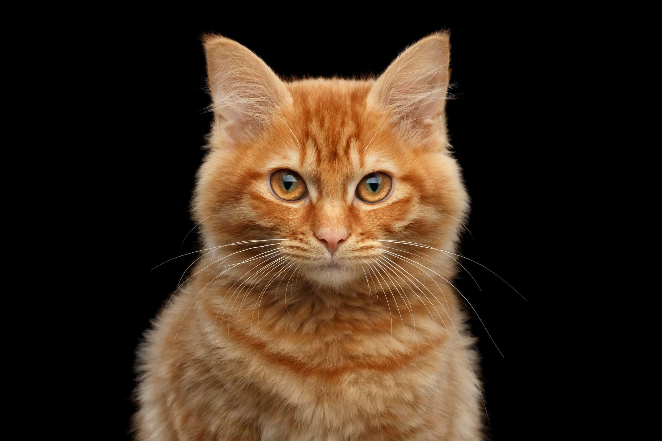 42 Clever and Perfect Ginger Cat Names - A-Z Animals