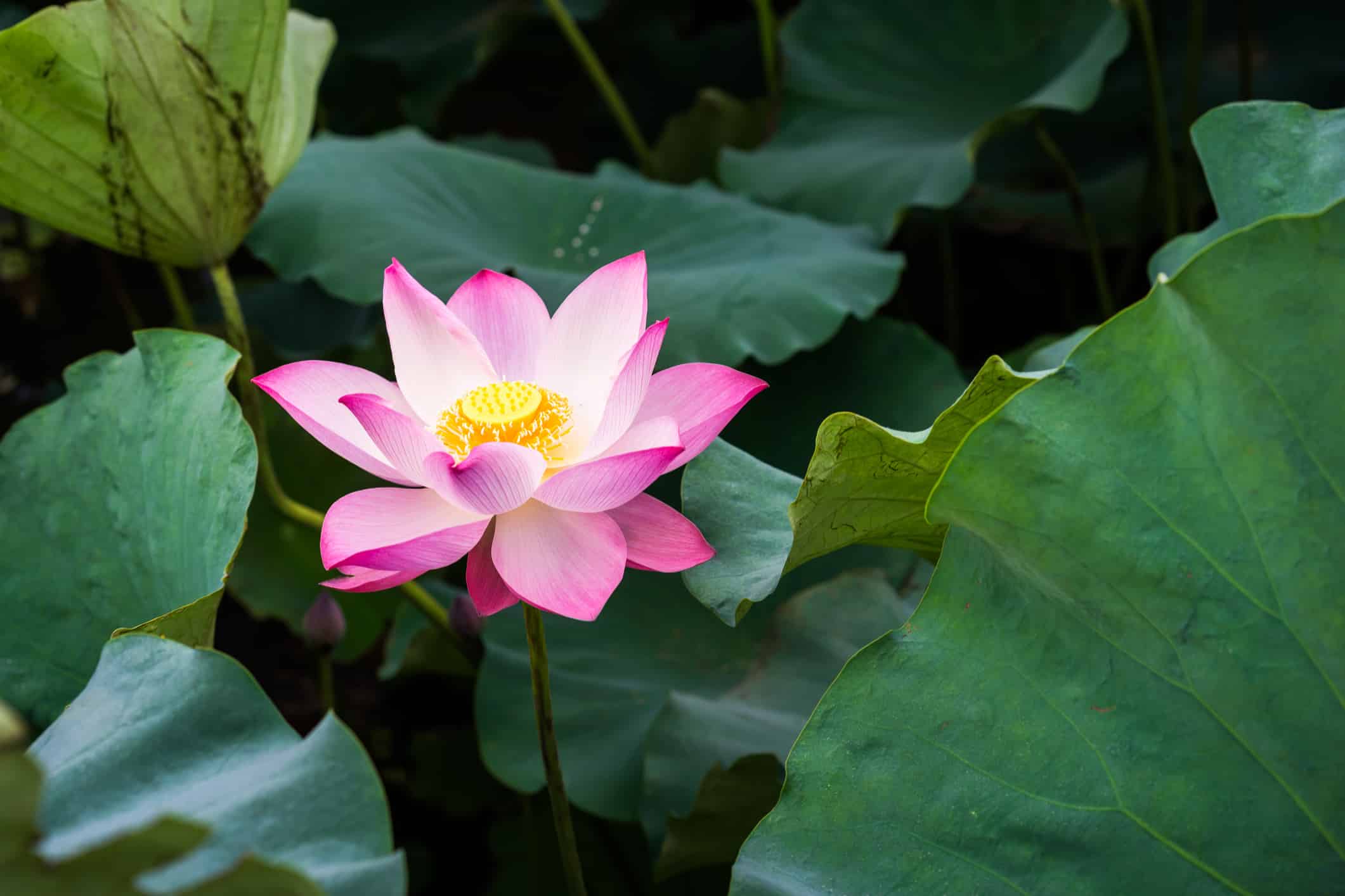 14 Gorgeous Flowers That Represent Growth - A-Z Animals