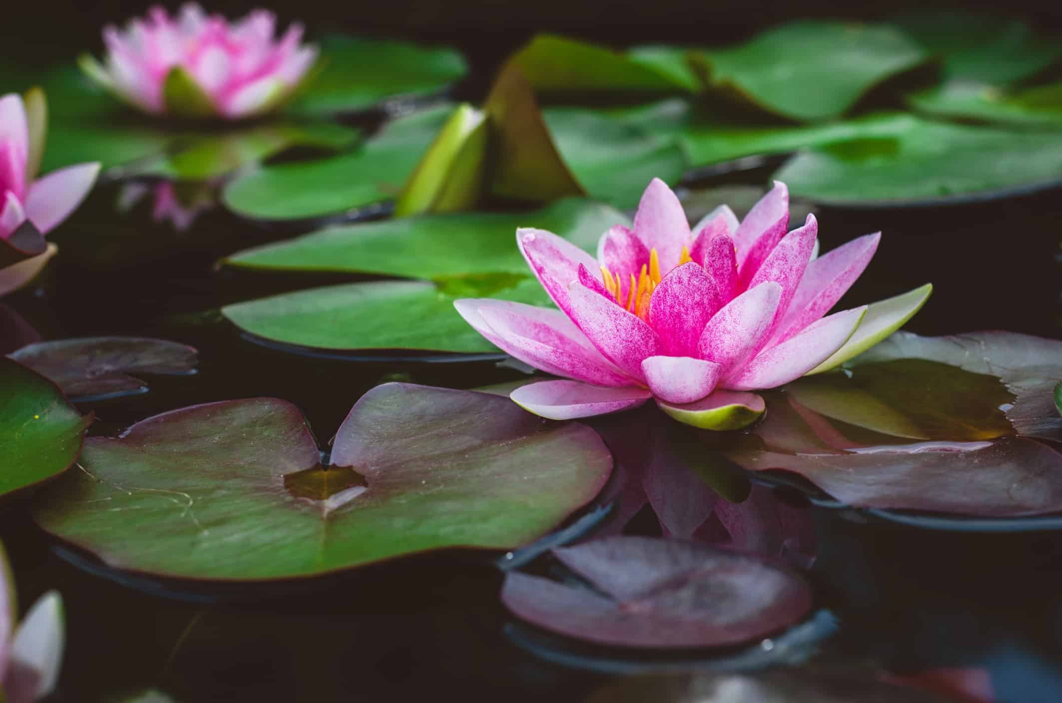 14 Amazing Flowers That Symbolize and Embody Rebirth - A-Z Animals