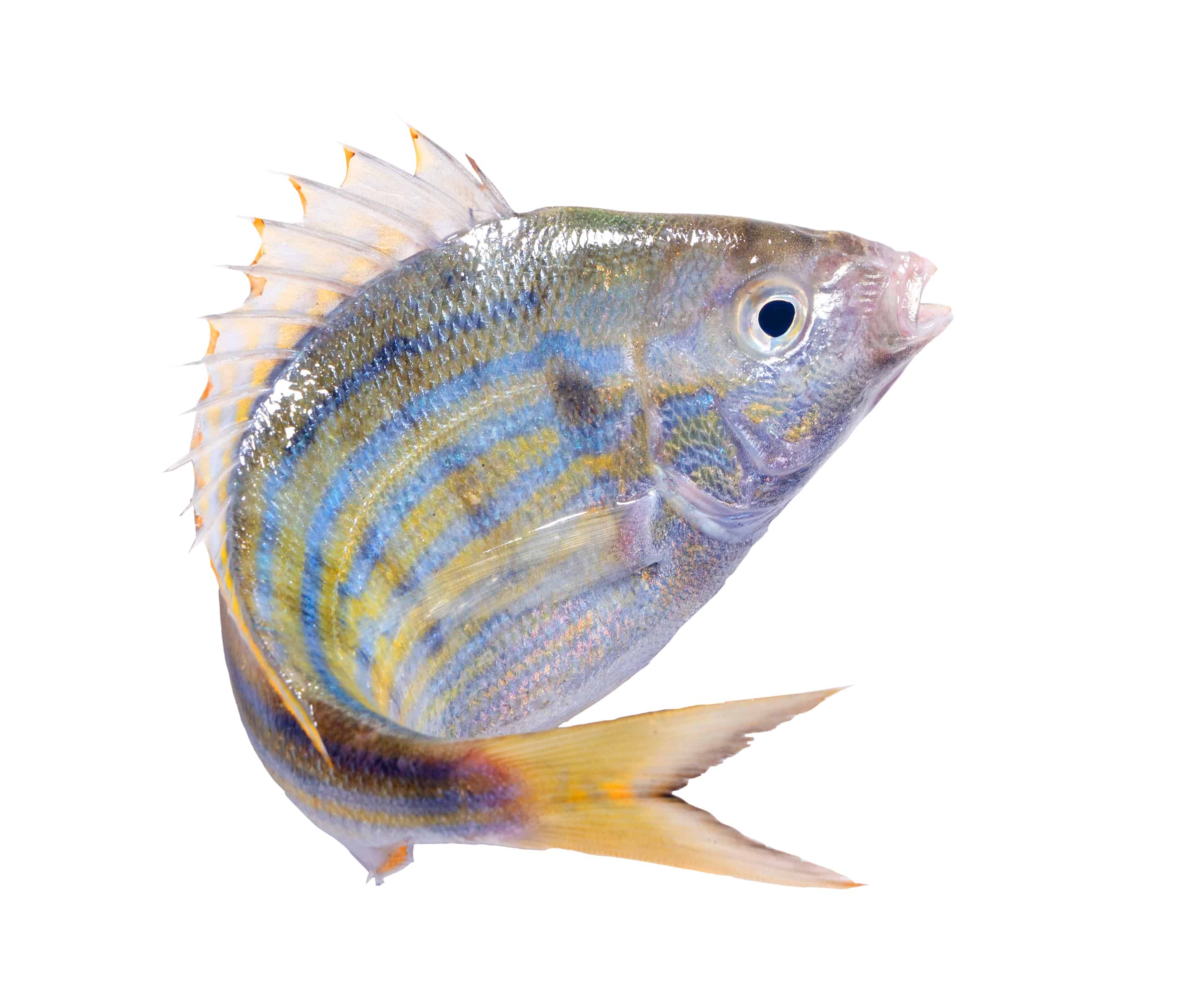 Pinfish Animal Facts - Lagodon rhomboides - A-Z Animals