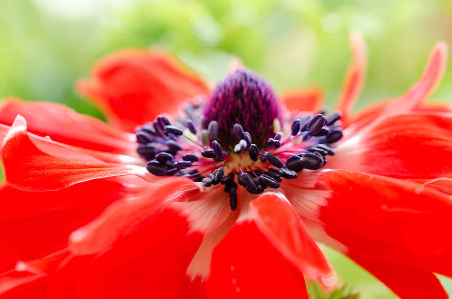 Anemone Bulbs: Varieties, Care Guide, and Propagation