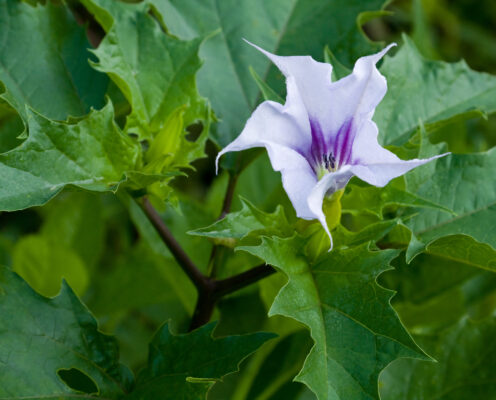 9 Dangerously Poisonous Plants to Avoid in Arizona - A-Z Animals