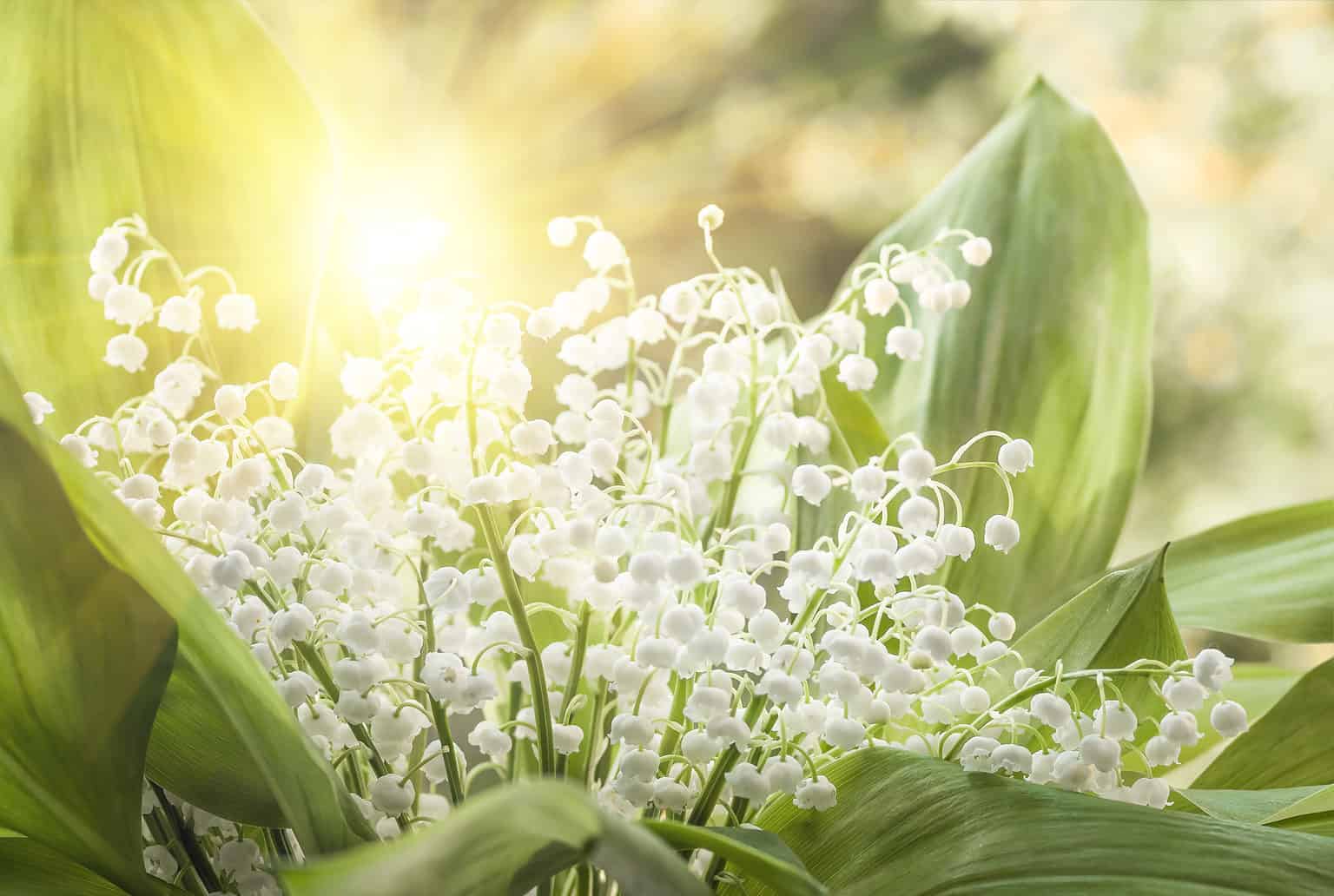 Discover the National Flower of Finland: Lily-of-the-Valley - A-Z Animals