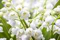 15 Insulting Flowers That Represent Hatred and Dislike - A-Z Animals