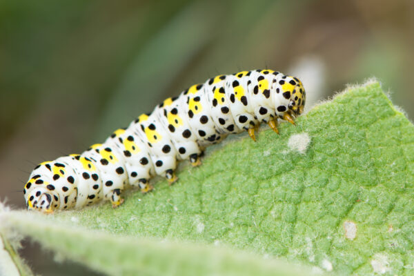 How Many Legs Do Caterpillars Have? 6 Interesting Facts About ...