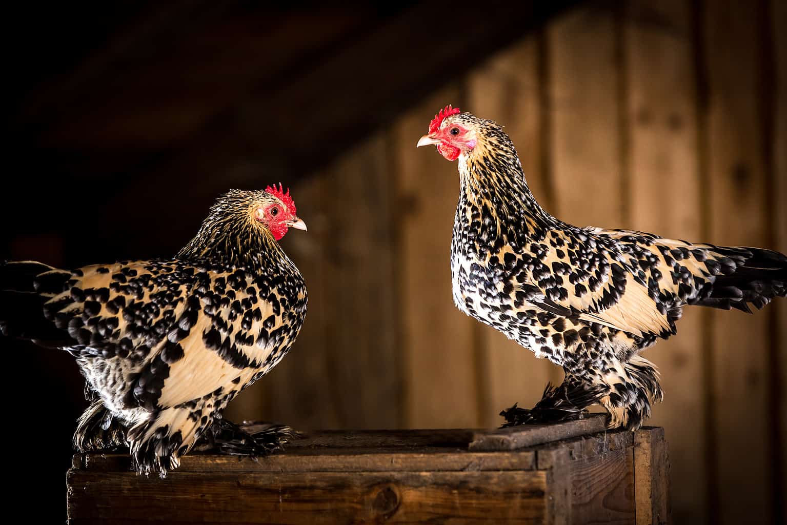 Booted Bantam Animal Facts - Gallus gallus domesticus (domestic chicken ...