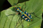 30 Colorful Creatures That Look Like Rainbows - A-Z Animals