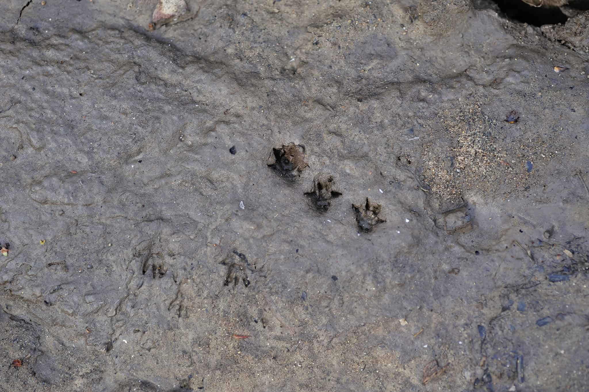 Squirrel Tracks: Identification Guide for Snow, Mud, and More - A-Z Animals