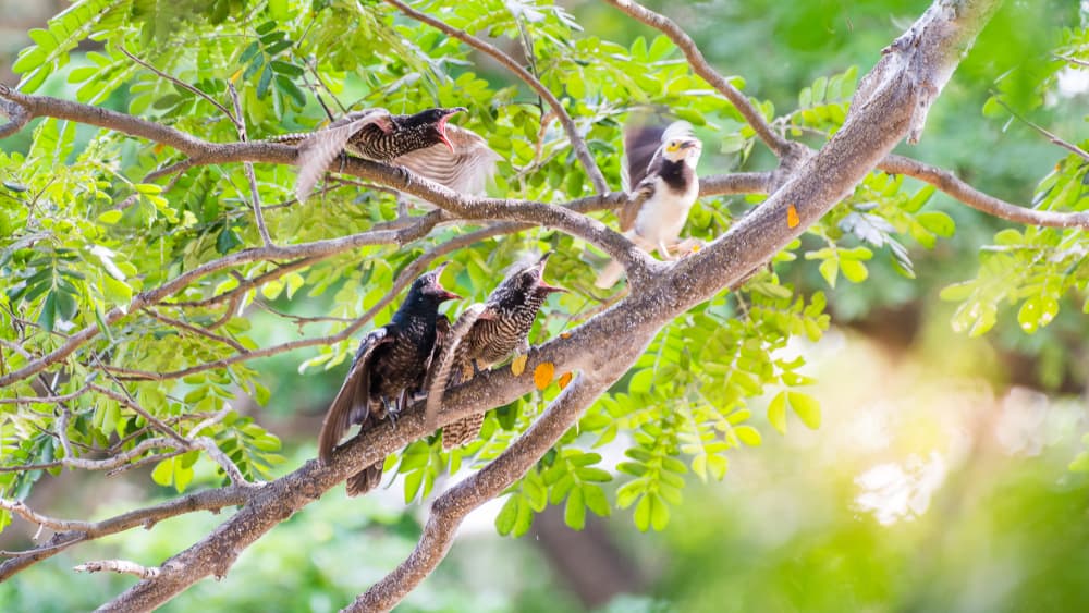 Brood Parasite - A-Z Animals