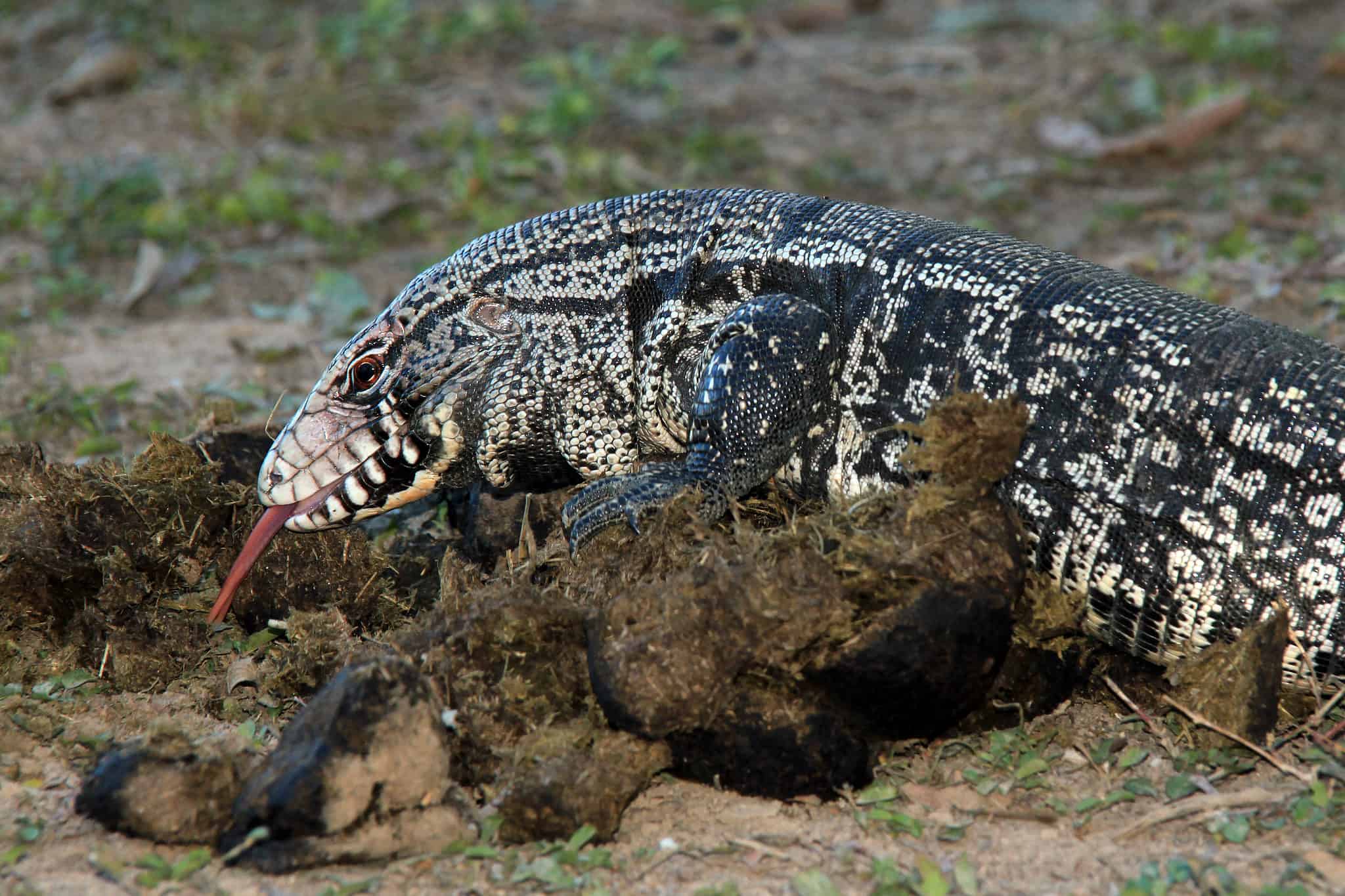 Wildlife in Brazil - Types of Brazilian Animals - A-Z Animals