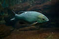 Explore 95+ Fish That Start With O (Common Names) - A-Z Animals