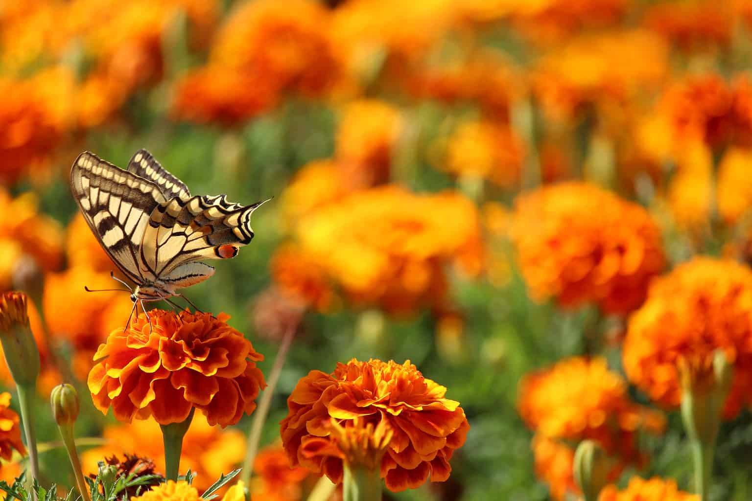 Discover The National Flower of Spain: Red Carnation - A-Z Animals