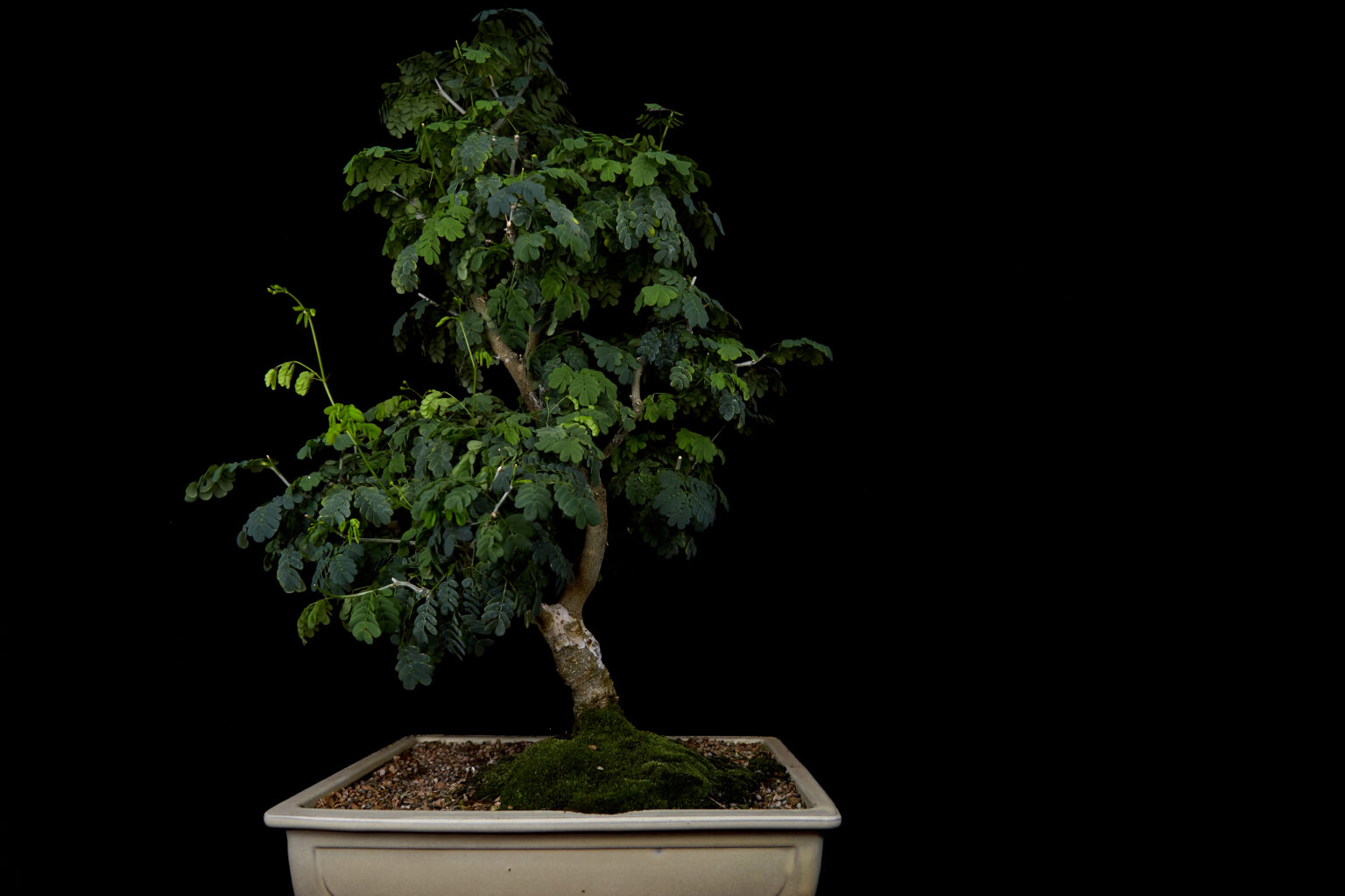 Brazilian Rain Tree Bonsai Tree - A-Z Animals