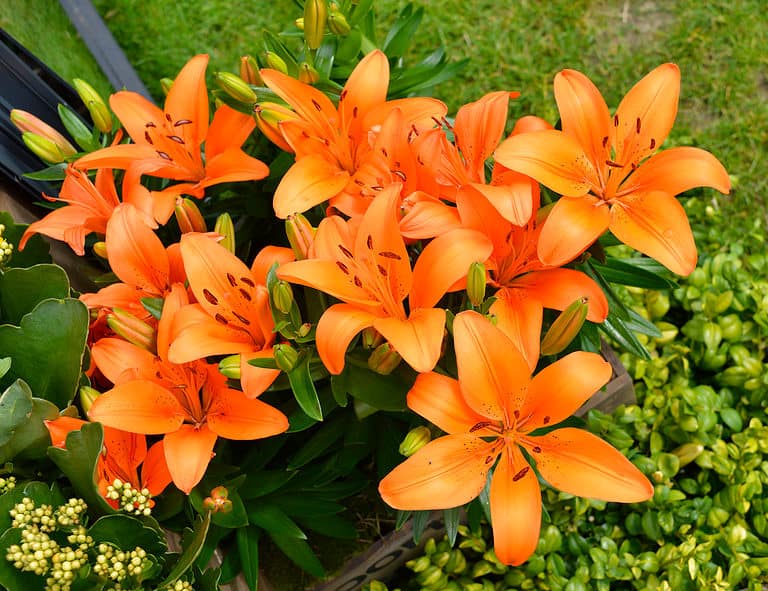 Lily Bulbs - A-Z Animals