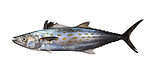 Spanish Mackerel - A-Z Animals