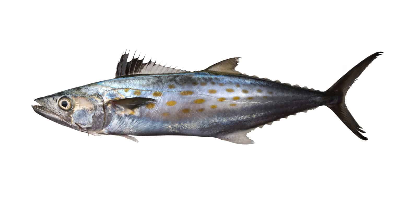 Spanish Mackerel Animal Facts - Scomberomorus - A-Z Animals