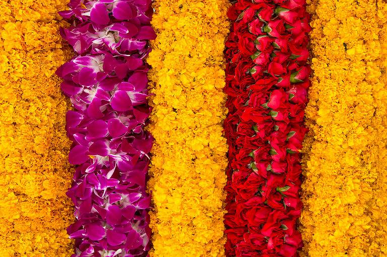 Discover The National Flower of Thailand: Cassia Fistula Linn - A-Z Animals