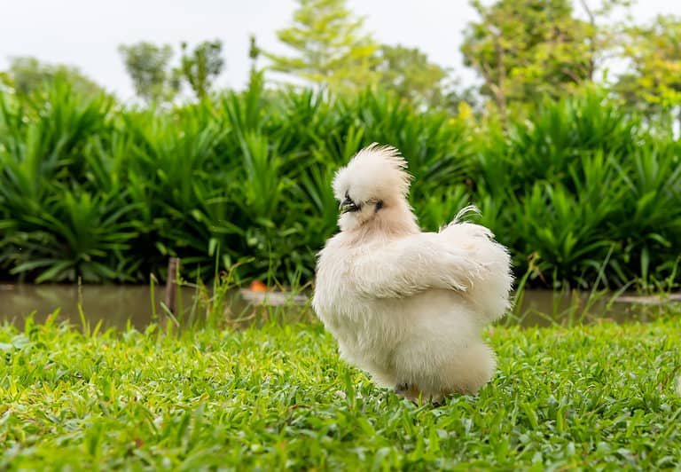 Silkie Chicken Animal Facts - Gallus gallus domesticus - A-Z Animals