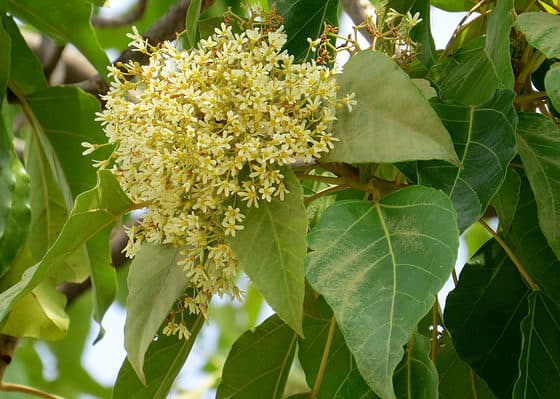 Discover the Yellow Hibiscus: The Official State Flower of Hawaii - A-Z ...