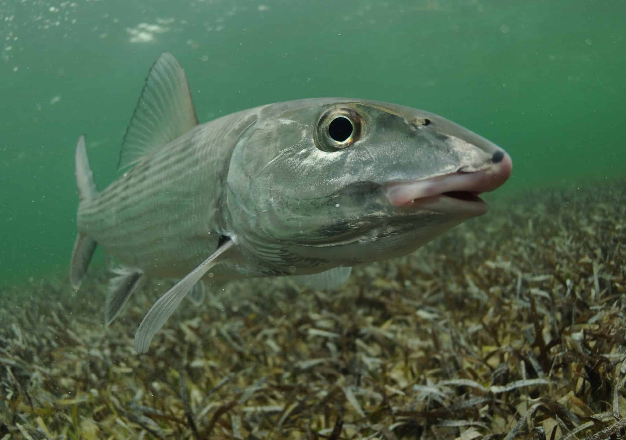 Bonefish - A-Z Animals