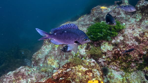 Discover 10 Spectacular Fish Found in New Zealand - A-Z Animals