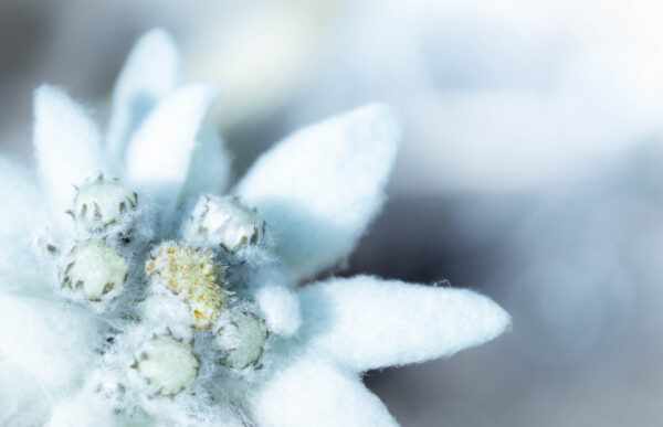 Discover the National Flower of Switzerland: The Edelweiss - A-Z Animals