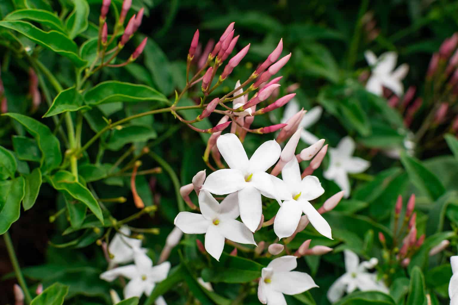 Discover The National Flower of Pakistan: Jasmine - A-Z Animals
