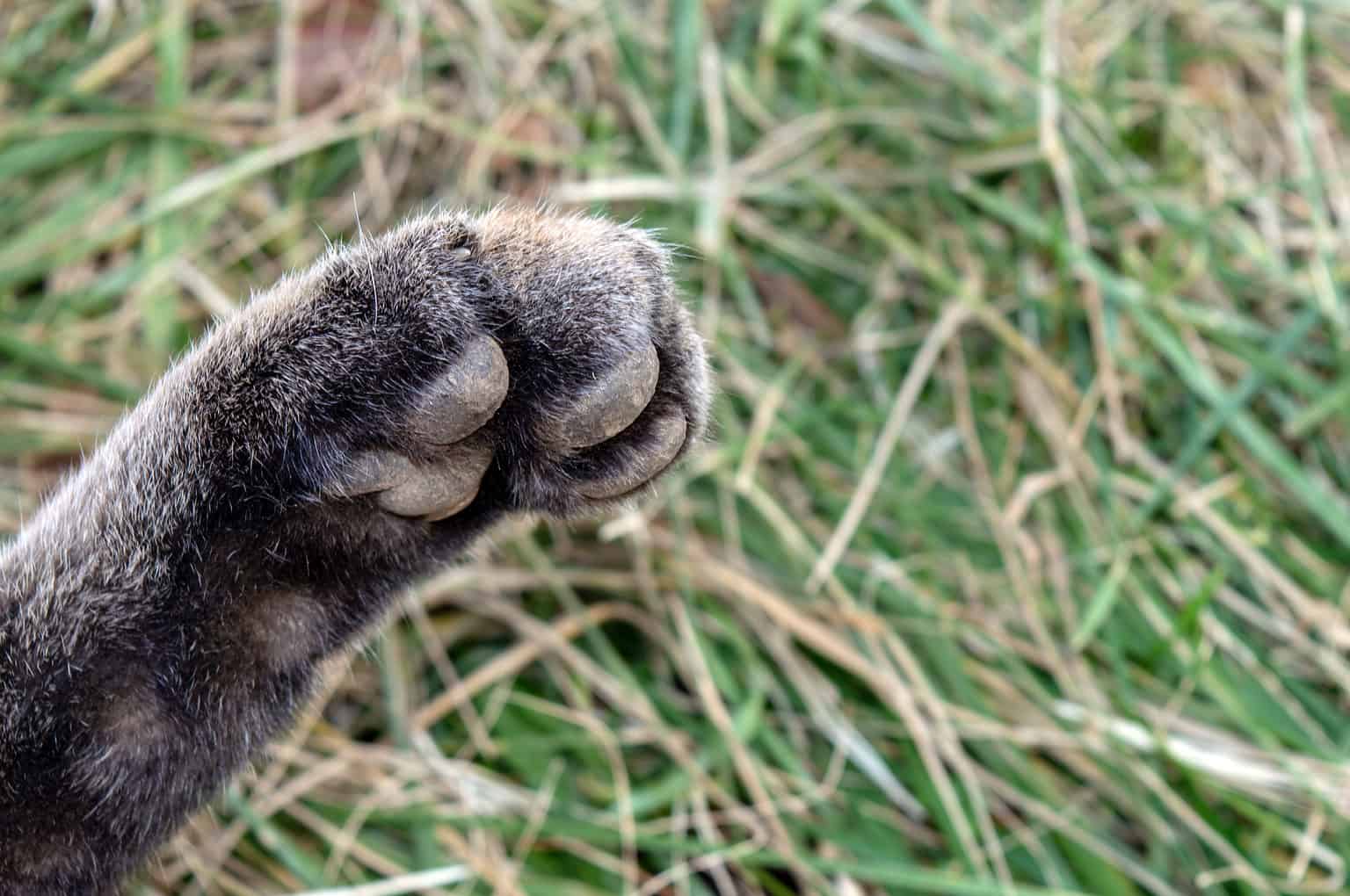 Bobcat Tracks: Identification Guide for Snow, Mud, and More - A-Z Animals