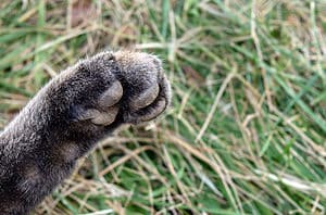 Bobcat Tracks: Identification Guide for Snow, Mud, and More - A-Z Animals