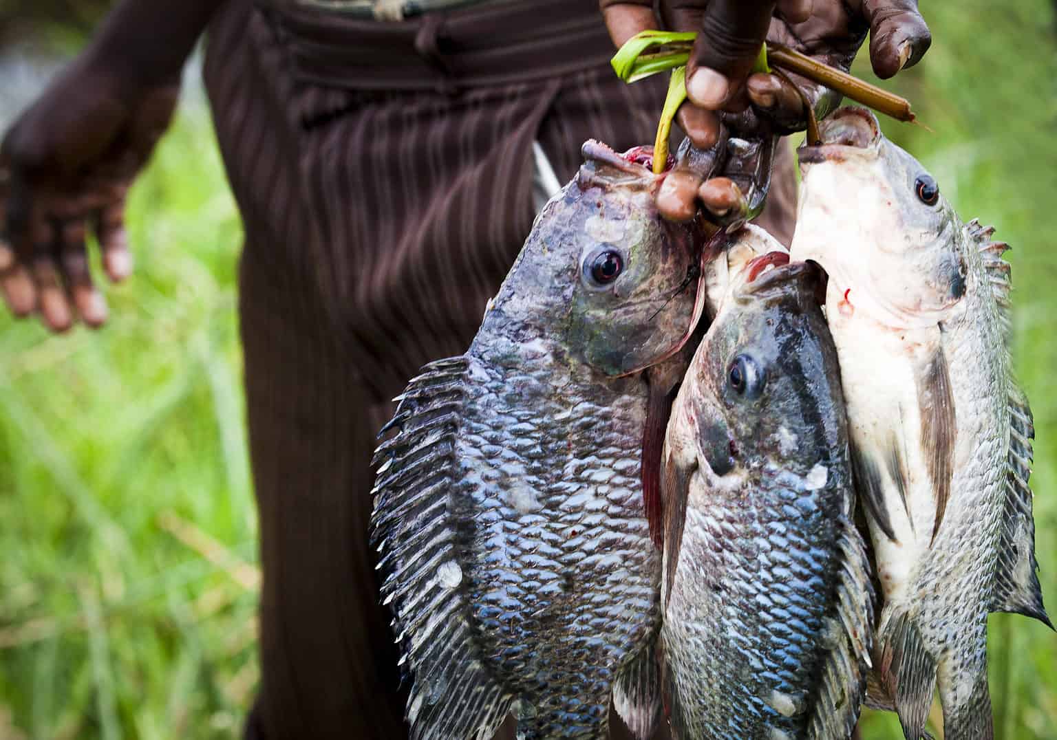 Nile Perch Animal Facts - Lates niloticus - A-Z Animals