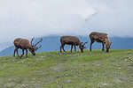 Caribou's Surprising Abilities: Swimming, Milk Production, and More - A ...