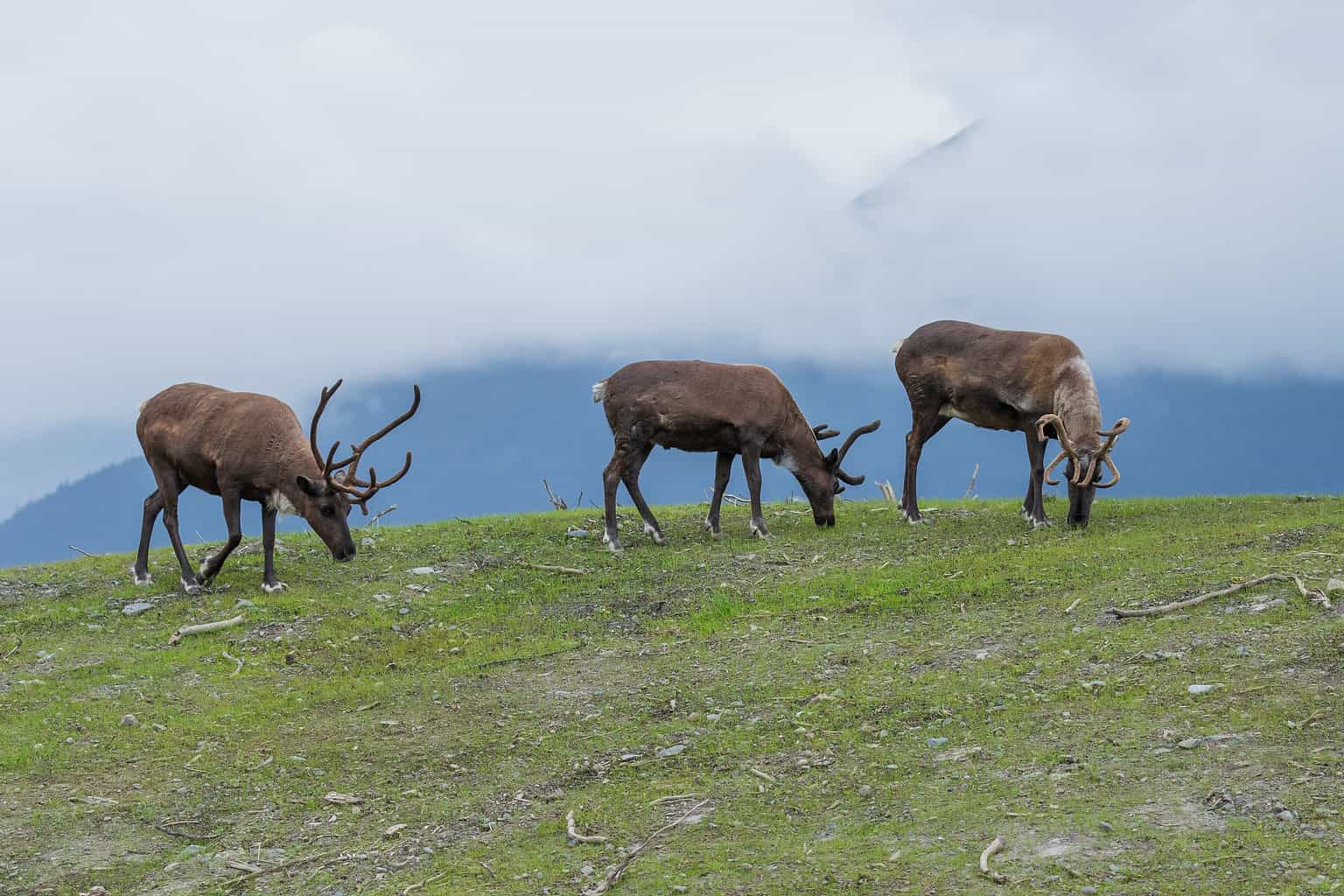 Caribou's Surprising Abilities: Swimming, Milk Production, and More - A ...