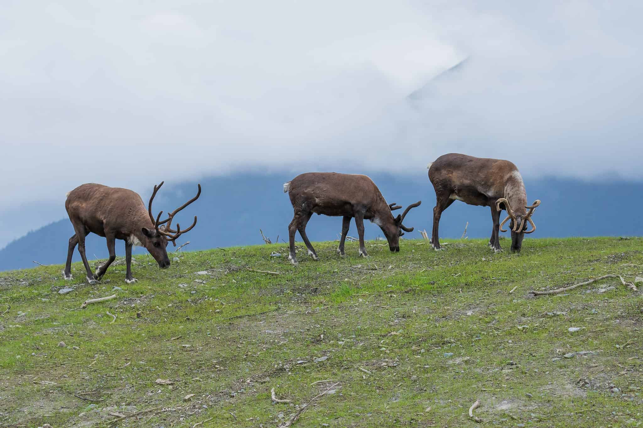 Caribou's Surprising Abilities: Swimming, Milk Production, and More - A ...