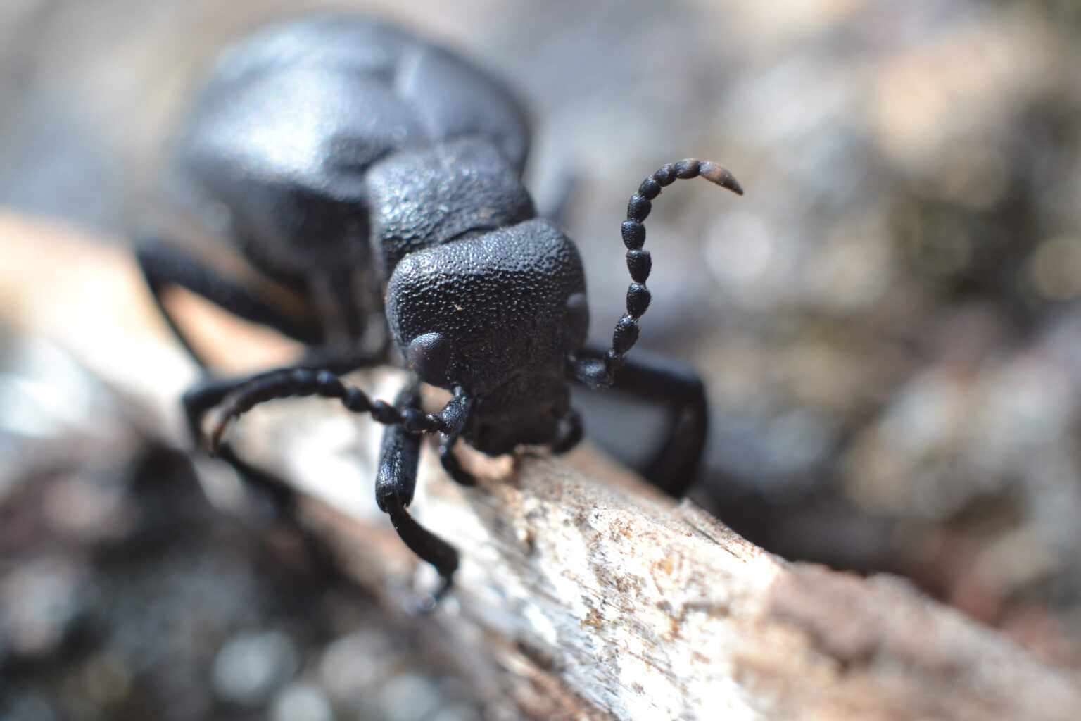 What is the Big Black Beetle in My House and Yard? - A-Z Animals