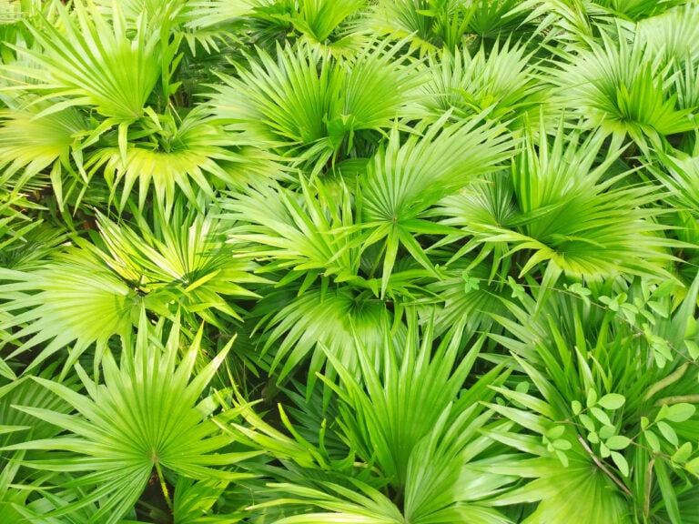 20 Palm Plants That Grow Outdoors