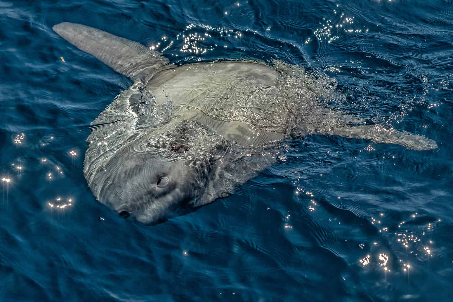 Incredible 6,049lb Bony Sunfish Discovered Near the Azores - A-Z Animals