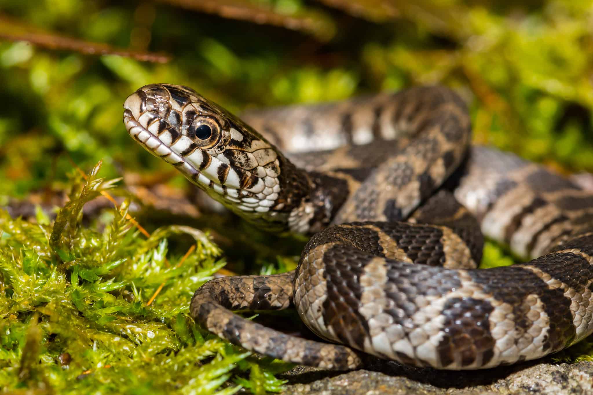 Indiana Garden Snakes: Identifying the Most Common Snakes in Your ...