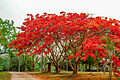 21 Gorgeous Flowering Trees That Thrive in Hawaii - A-Z Animals