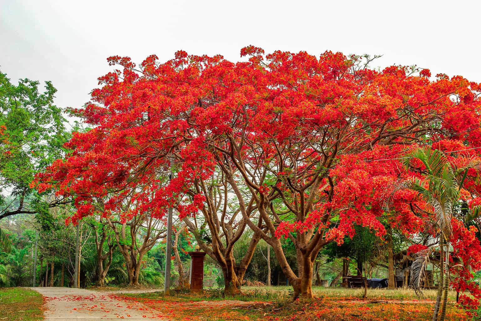 10 Gorgeous Red Flowering Trees in Florida - A-Z Animals