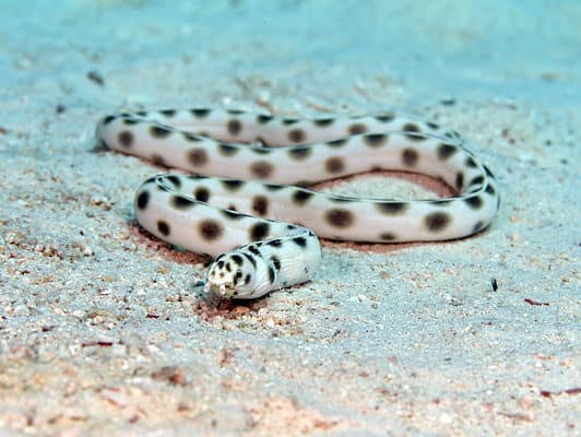 Sea Snake Animal Facts - Hydrophiinae - A-Z Animals